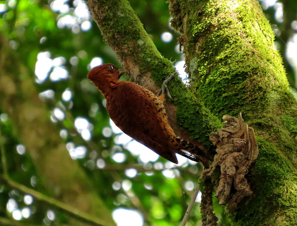 Chestnut-coloured Woodpecker (female) | Project Noah