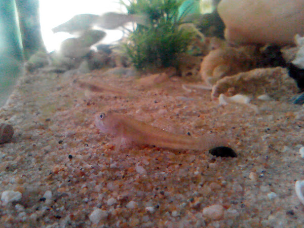 Sand Goby | Project Noah