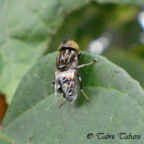 Syrphid Fly | Project Noah