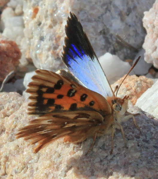 Dark opal | Project Noah