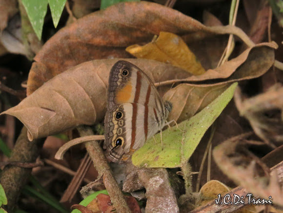 Satyrid butterfly | Project Noah
