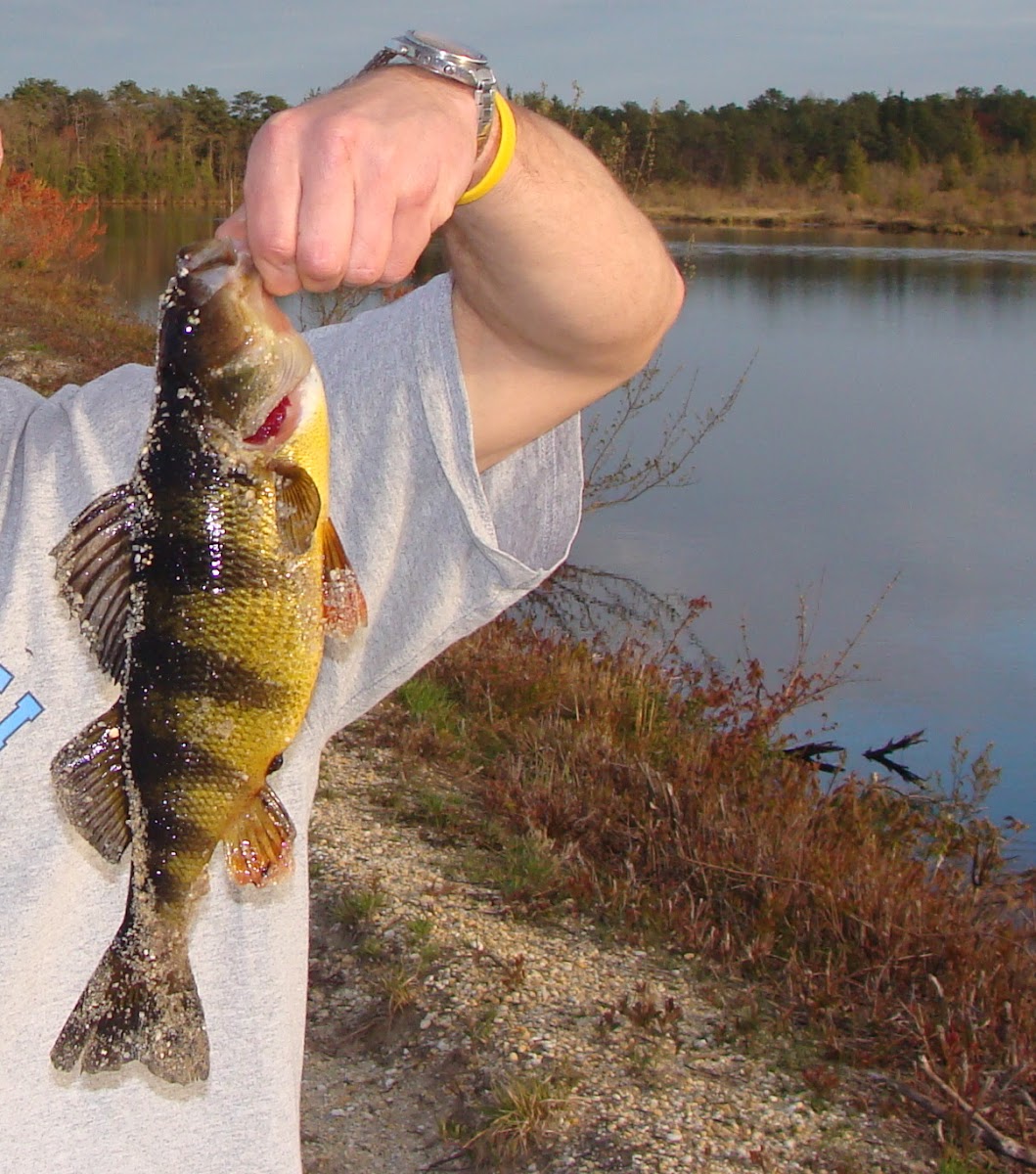 Yellow perch | Project Noah