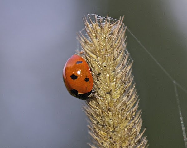 Zombie Seven-spotted Ladybug and Parasitic Wasp Cocoon | Project Noah