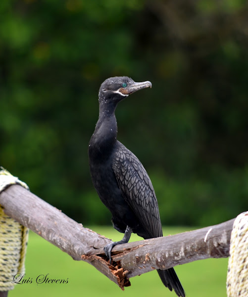 Neotropic Cormorant | Project Noah