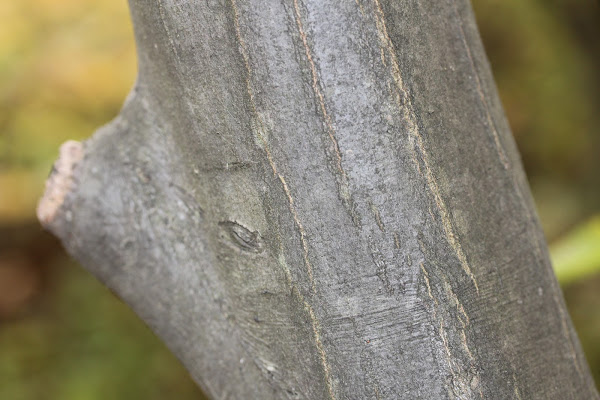 Musclewood | Project Noah