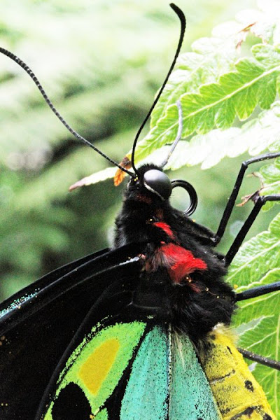 Goliath Birdwing Butterfly (male) | Project Noah