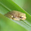 Northern Dwarf Tree Frog | Project Noah