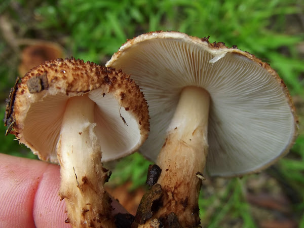 Chestnut dapperling | Project Noah