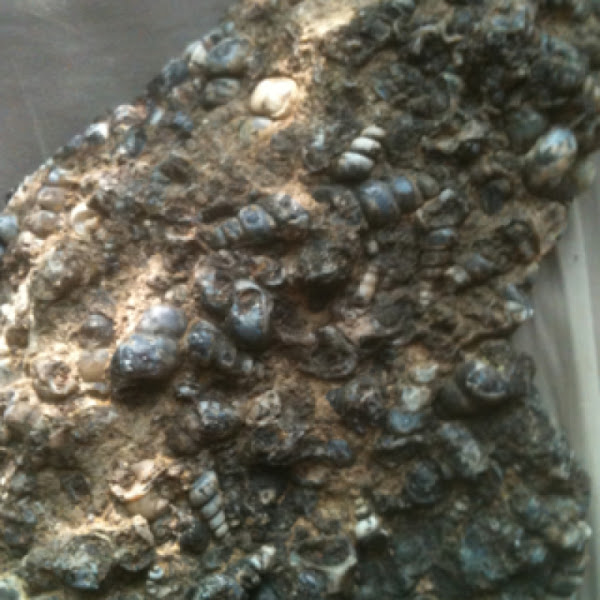 Spiral shell fossils | Project Noah