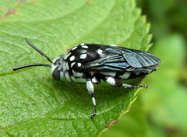 Domino Cuckoo bee | Project Noah