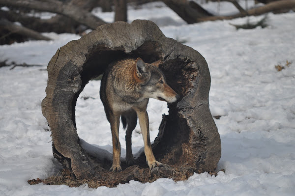 Red Wolf | Project Noah