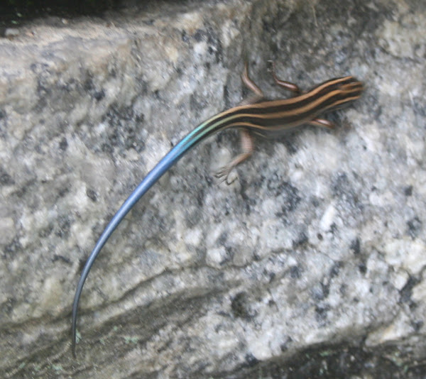 Five-Striped Skink | Project Noah