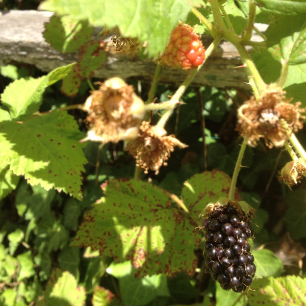 Blackberry | Project Noah