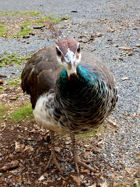 Indian peafowl or Blue peafowl | Project Noah