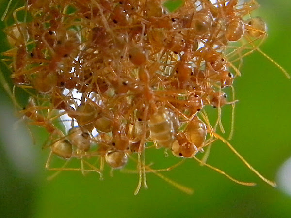 weaver ant colony | Project Noah