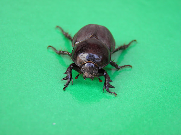Diloboderus abderus beetle | Project Noah
