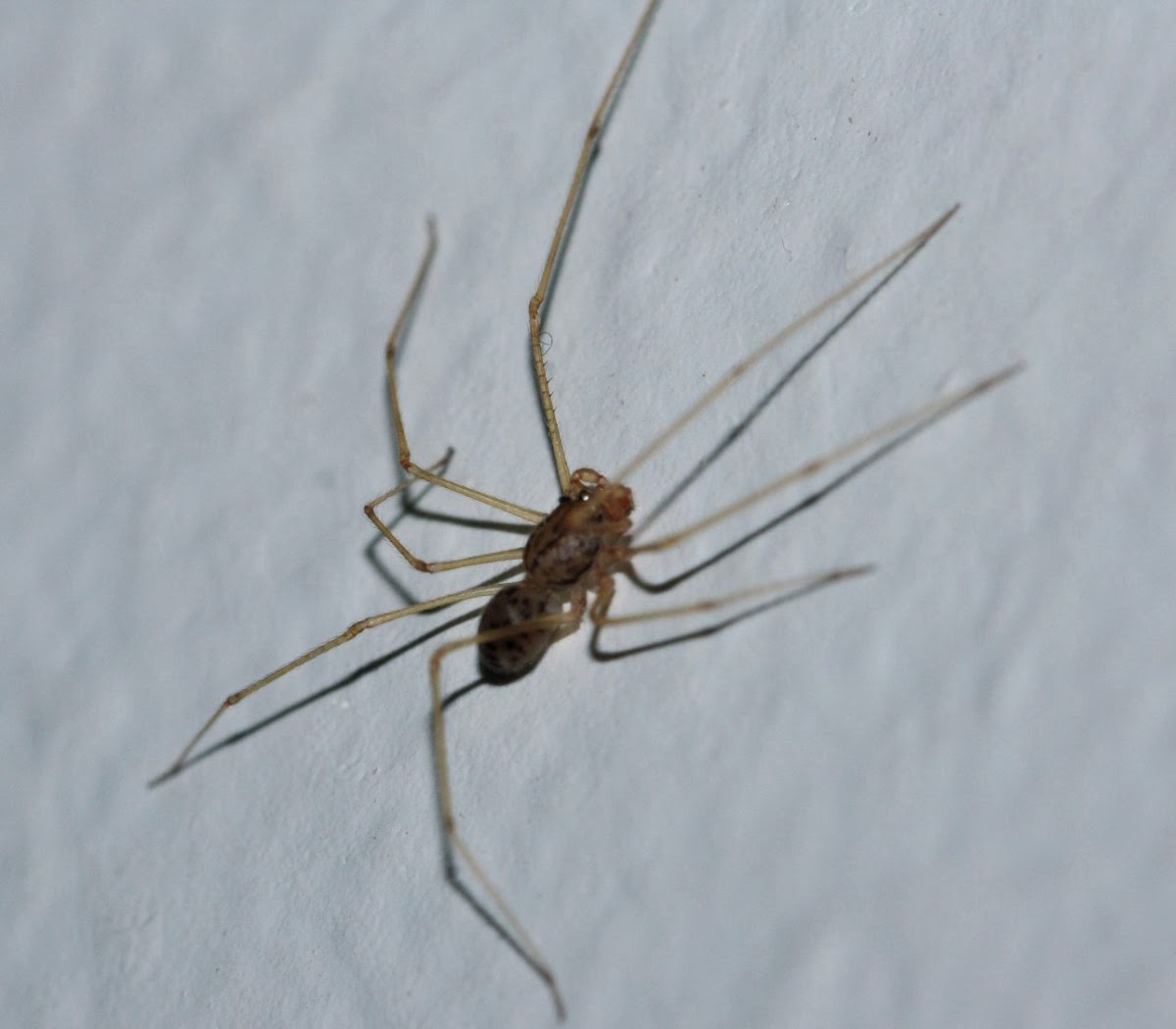 Spitting Spider (male) | Project Noah
