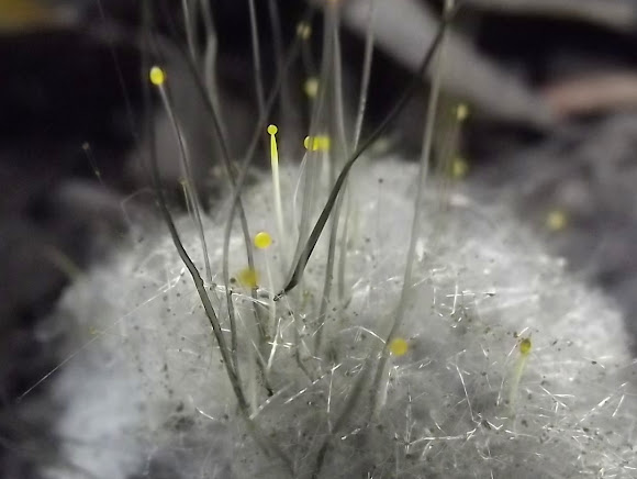 Pin mold | Project Noah