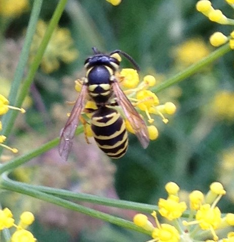 Eastern Yellowjacket | Project Noah