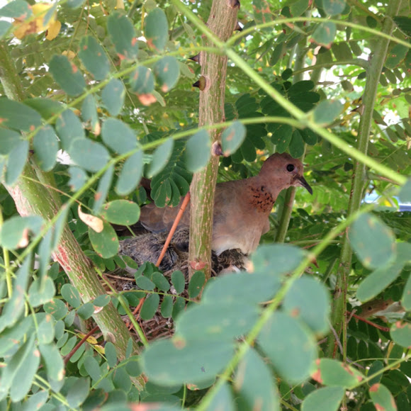 Hamama in Arabic pigeon or turtle dove | Project Noah