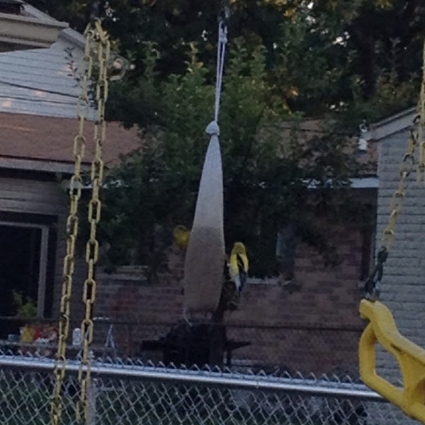 Goldfinch | Project Noah