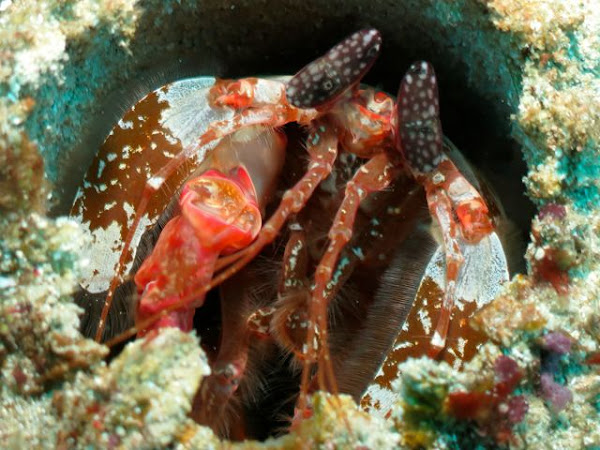 Lisa Mantis/Zebra Mantis | Project Noah