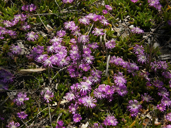 Rounded Noon-flower | Project Noah