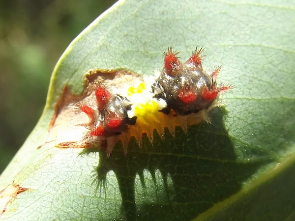 Mottled cupmoth larva | Project Noah