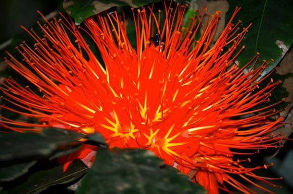 Rose-of-Venezuela | Project Noah