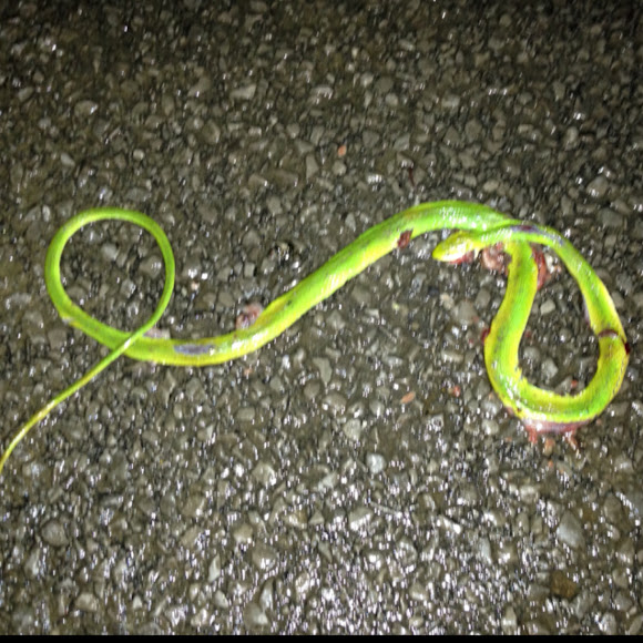 Rough Green Snake (Dead) | Project Noah