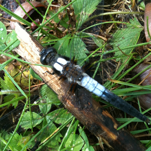 Chalk-fronted Corporal | Project Noah