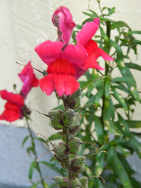 Red snapdragon | Project Noah