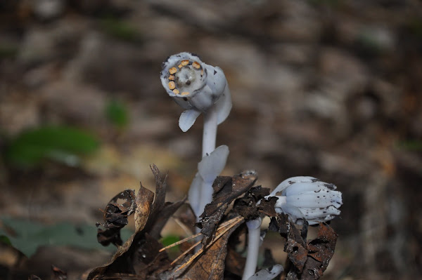 Indian Pipe | Project Noah