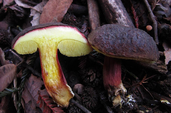 Zeller's Bolete | Project Noah