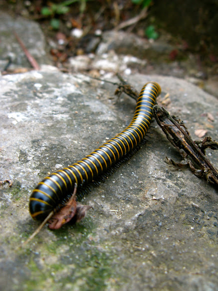Millipede | Project Noah