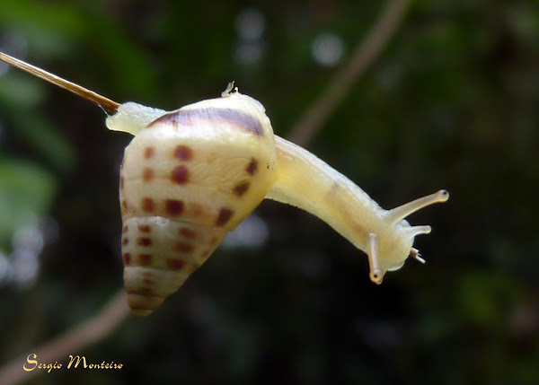 Caracol-de-jardim (Garden snail) | Project Noah