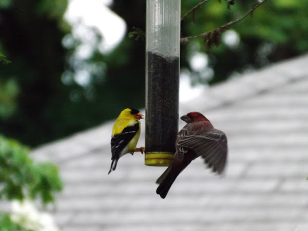 American Goldfinch | Project Noah
