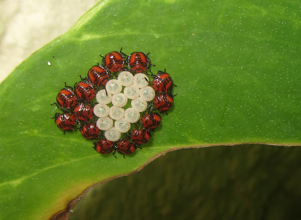 Pentatomidae | Project Noah