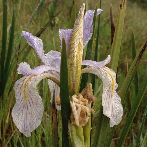 Long-petaled Iris | Project Noah