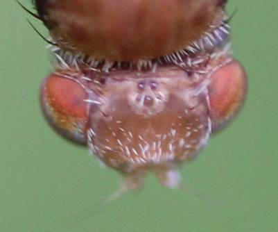 Tangle-veined Fly | Project Noah