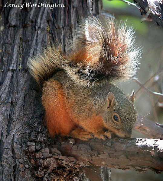 Apache fox squirrel | Project Noah