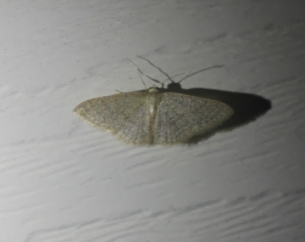 Common Tan Wave Moth | Project Noah