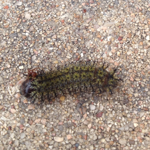 Western Sheep Moth Caterpillar | Project Noah