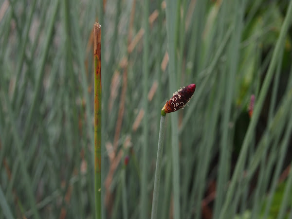 Tube sedge | Project Noah