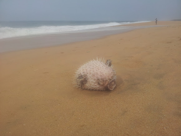 Porcupine puffer fish | Project Noah