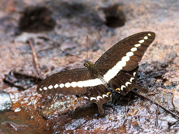 Banded Swallowtail | Project Noah