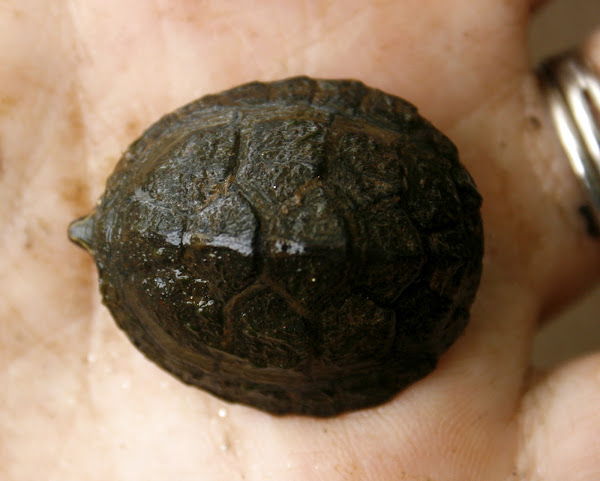 Common Musk Turtle, hatchling | Project Noah