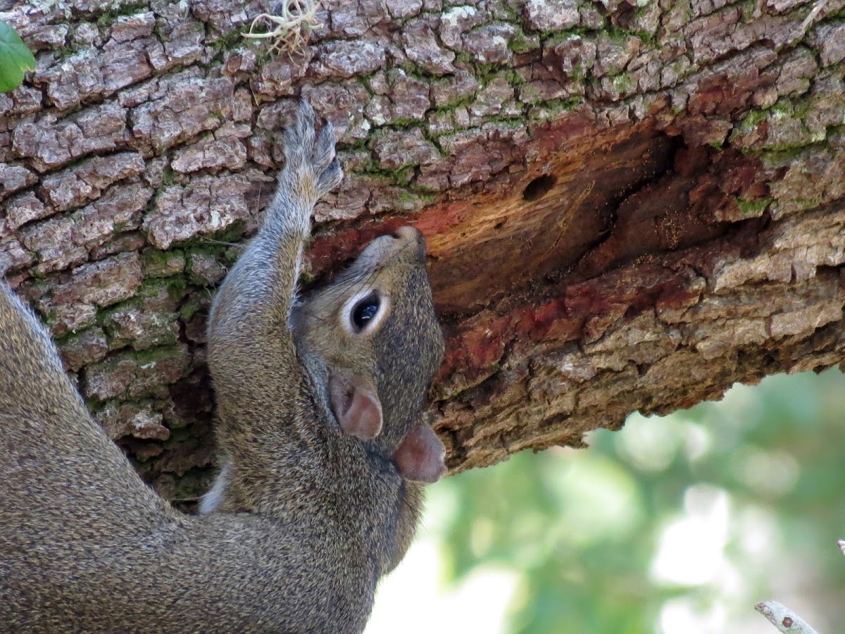Eastern gray squirrel | Project Noah