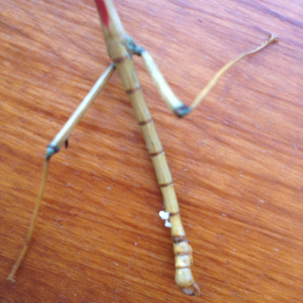 Giant walking stick (male) | Project Noah