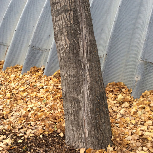 Northwest poplar or Carolina poplar | Project Noah
